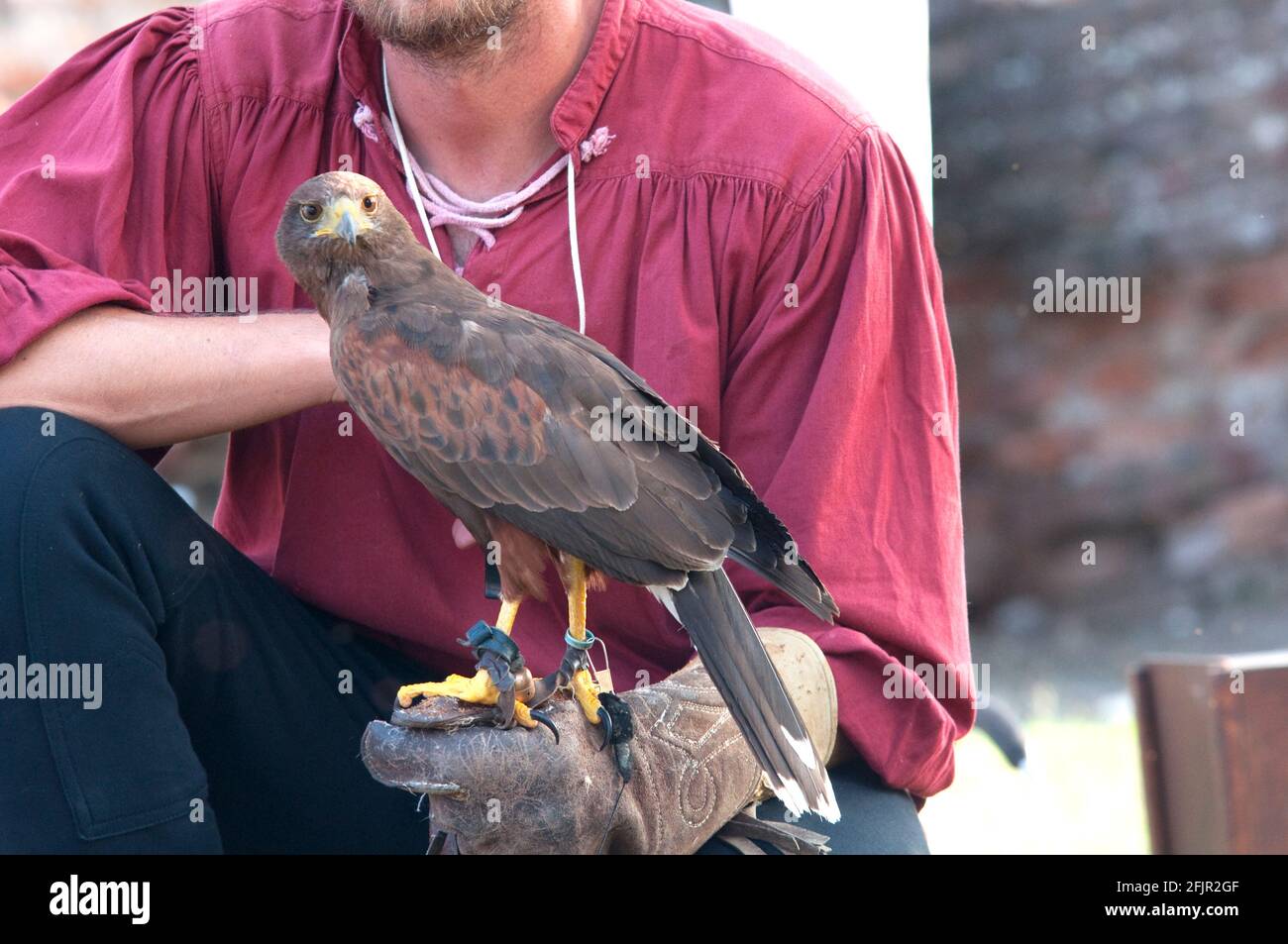 Italy, Lombardy, Historical Recalling, Falconer and Harris Hawk ...