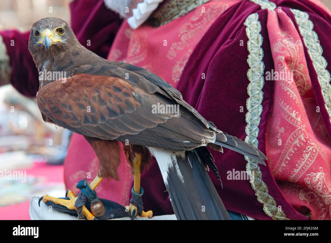 Italy, Lombardy, Historical Recalling, Falconer and Harris Hawk ...