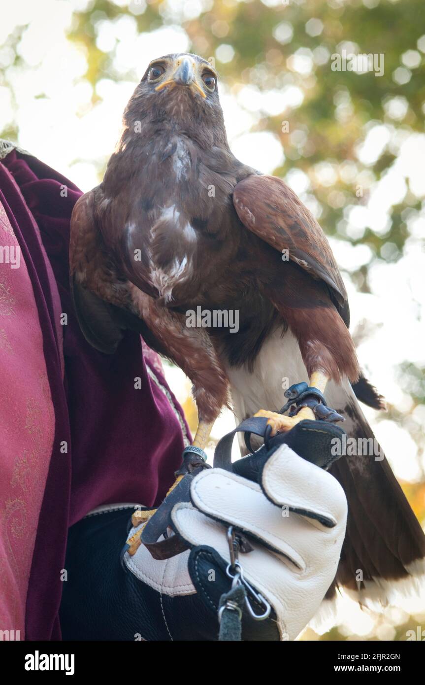 Italy, Lombardy, Historical Recalling, Falconer and Harris Hawk ...