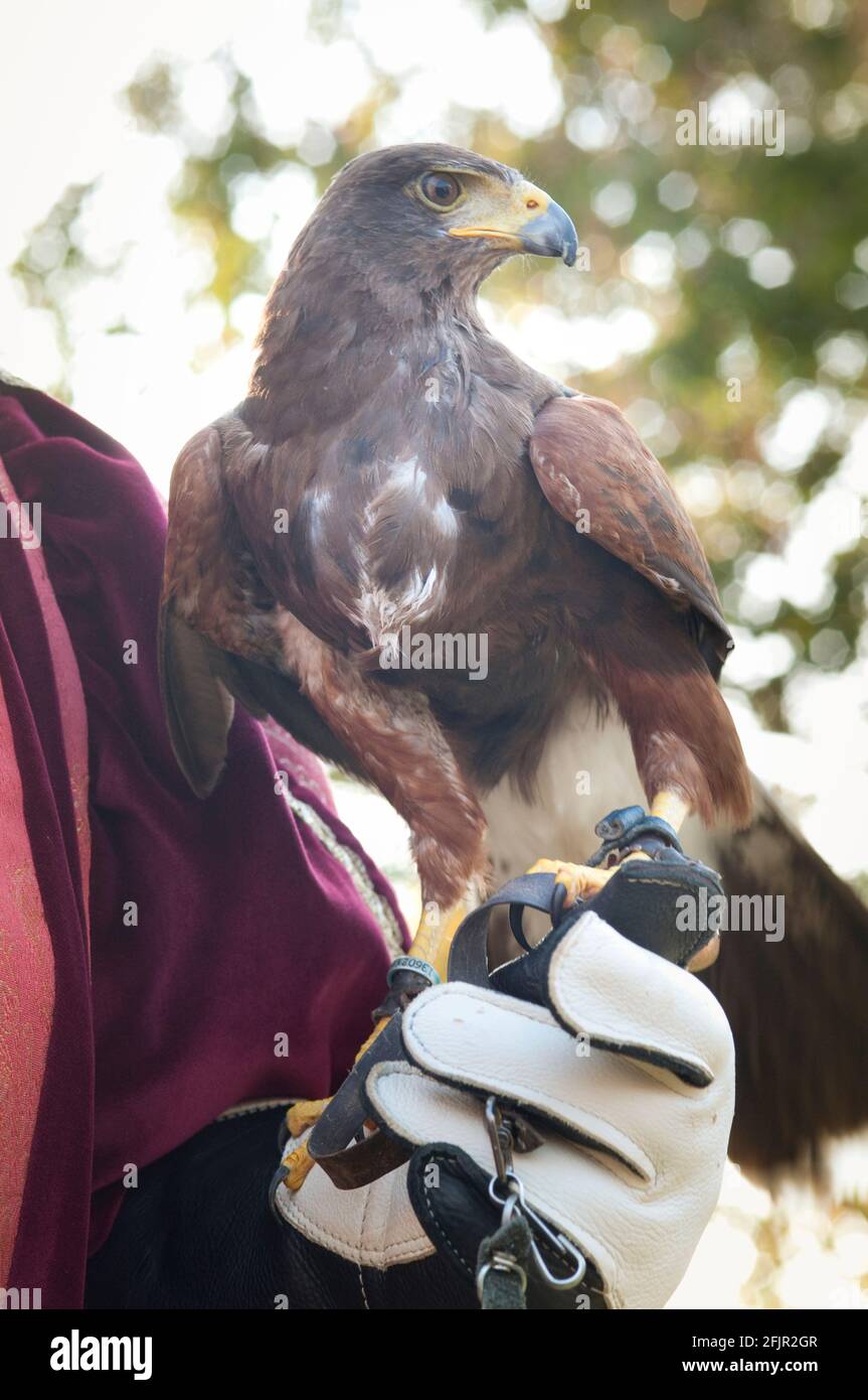 Person holding hawk hi-res stock photography and images - Alamy