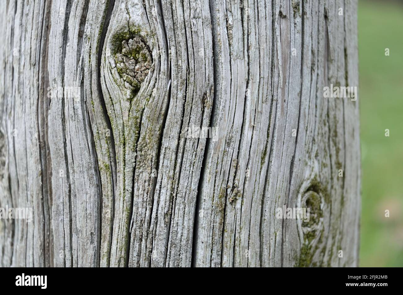 Wooden natural background with fine symmetrical lines along a slender ...