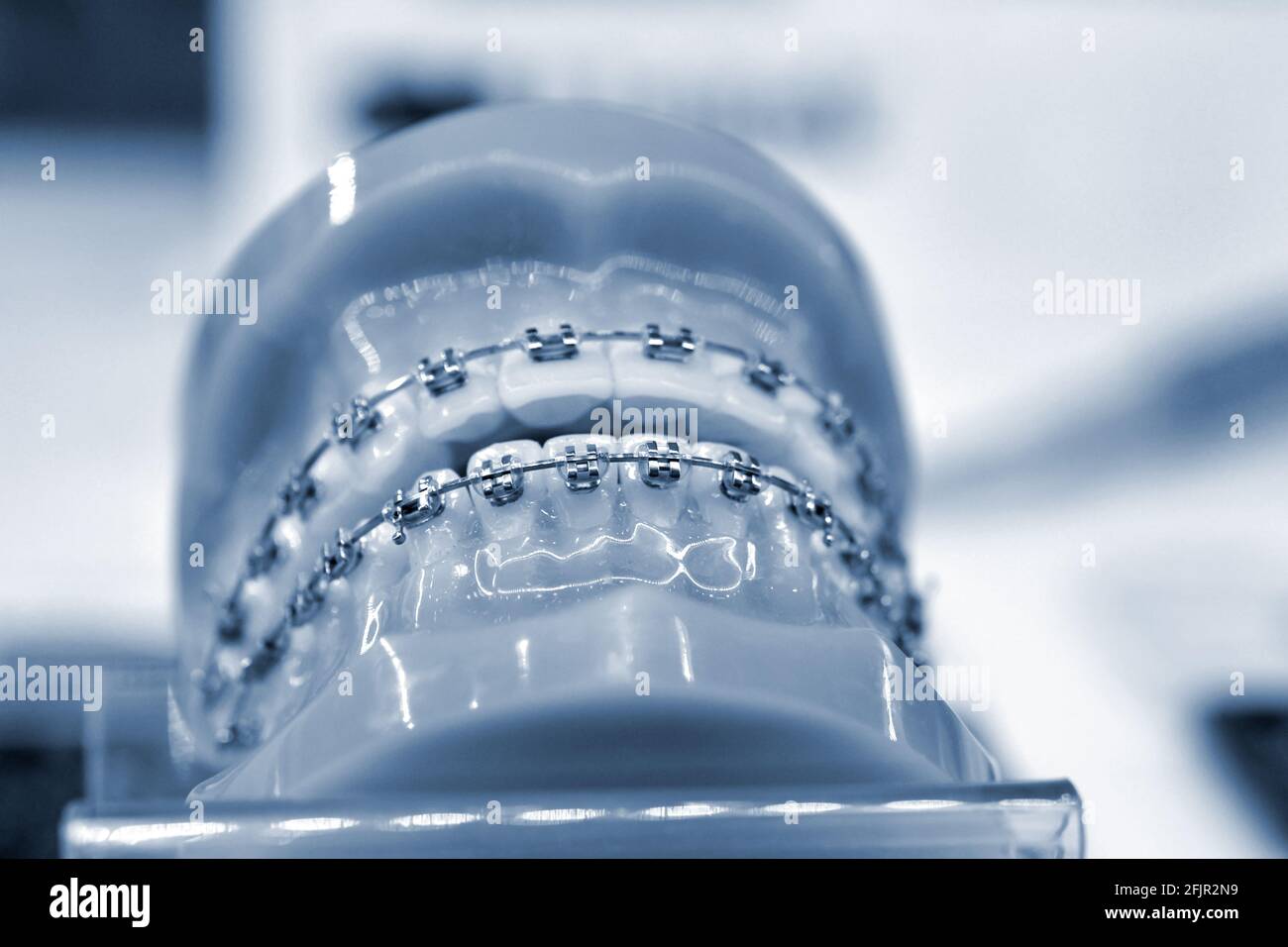 Human molar dental model hi-res stock photography and images - Alamy