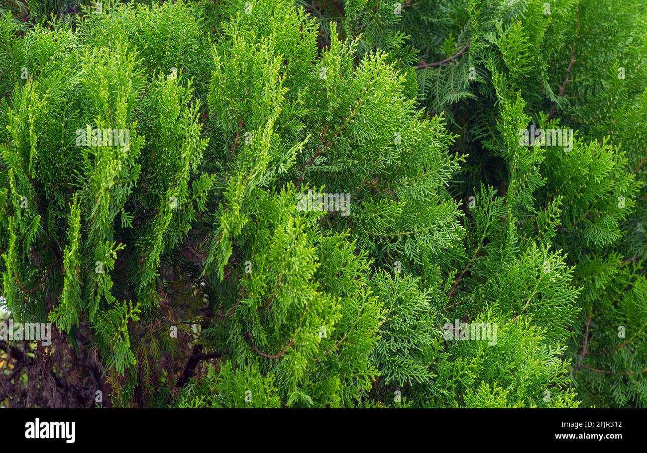 Cupressaceae hi-res stock photography and images - Alamy