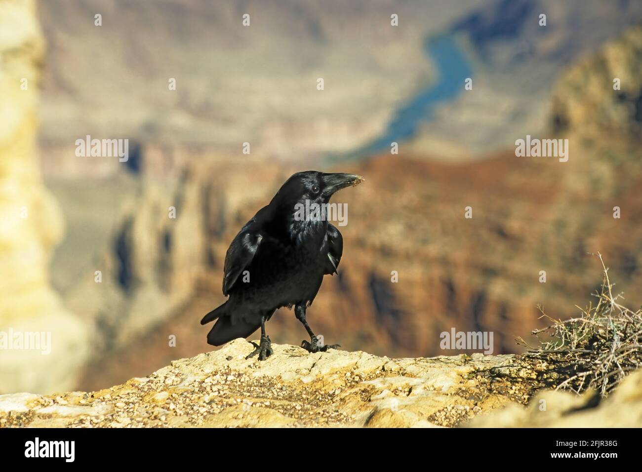 Arizona ravens hi-res stock photography and images - Alamy