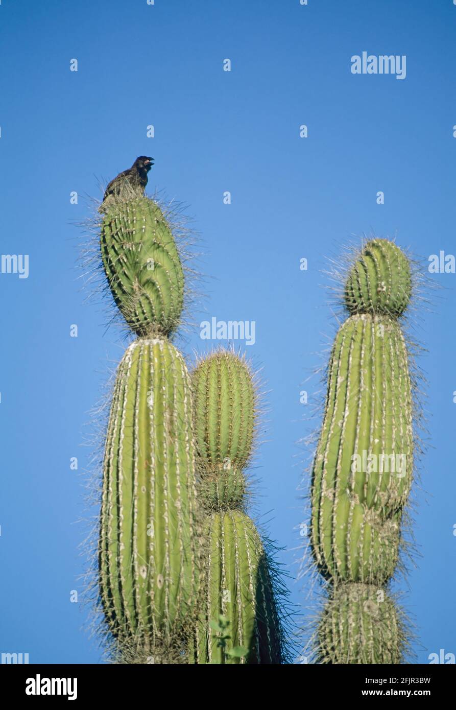Large cactus ground finch hi-res stock photography and images - Alamy