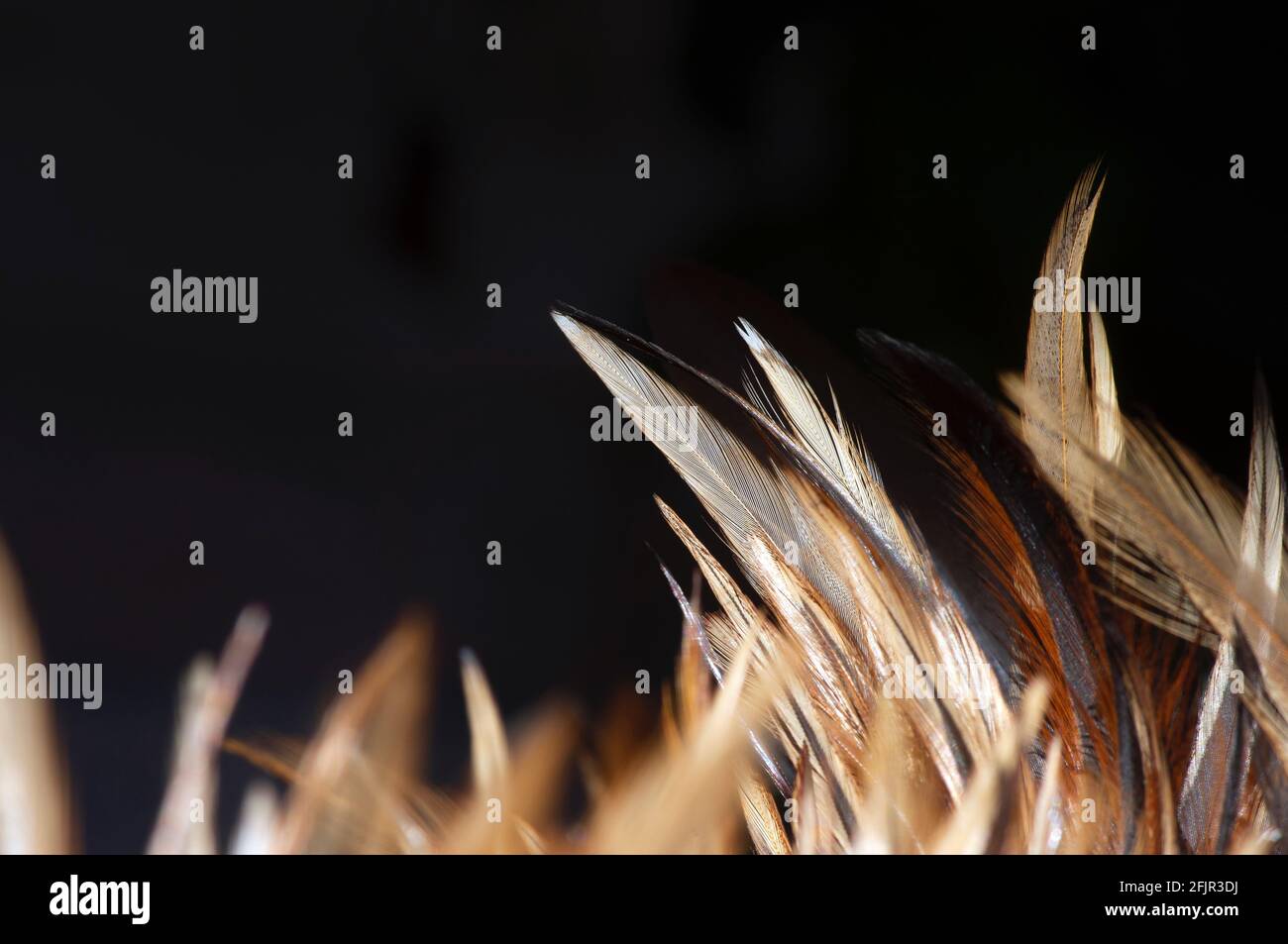 Colorful chicken feather, selected focus, natural backgroun Stock Photo ...