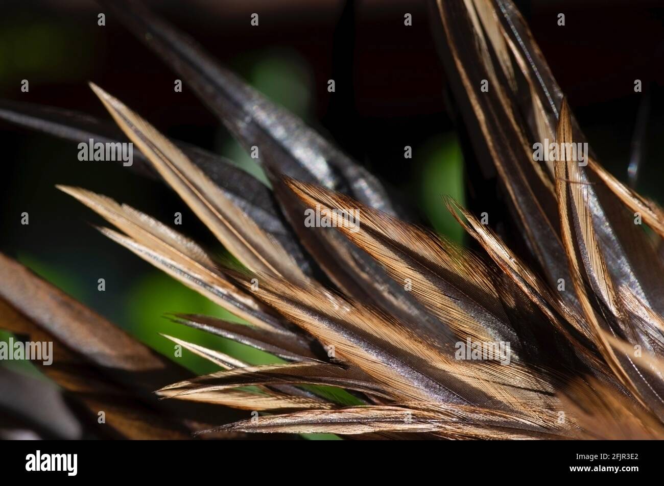 Colorful chicken feather, selected focus, natural backgroun Stock Photo ...