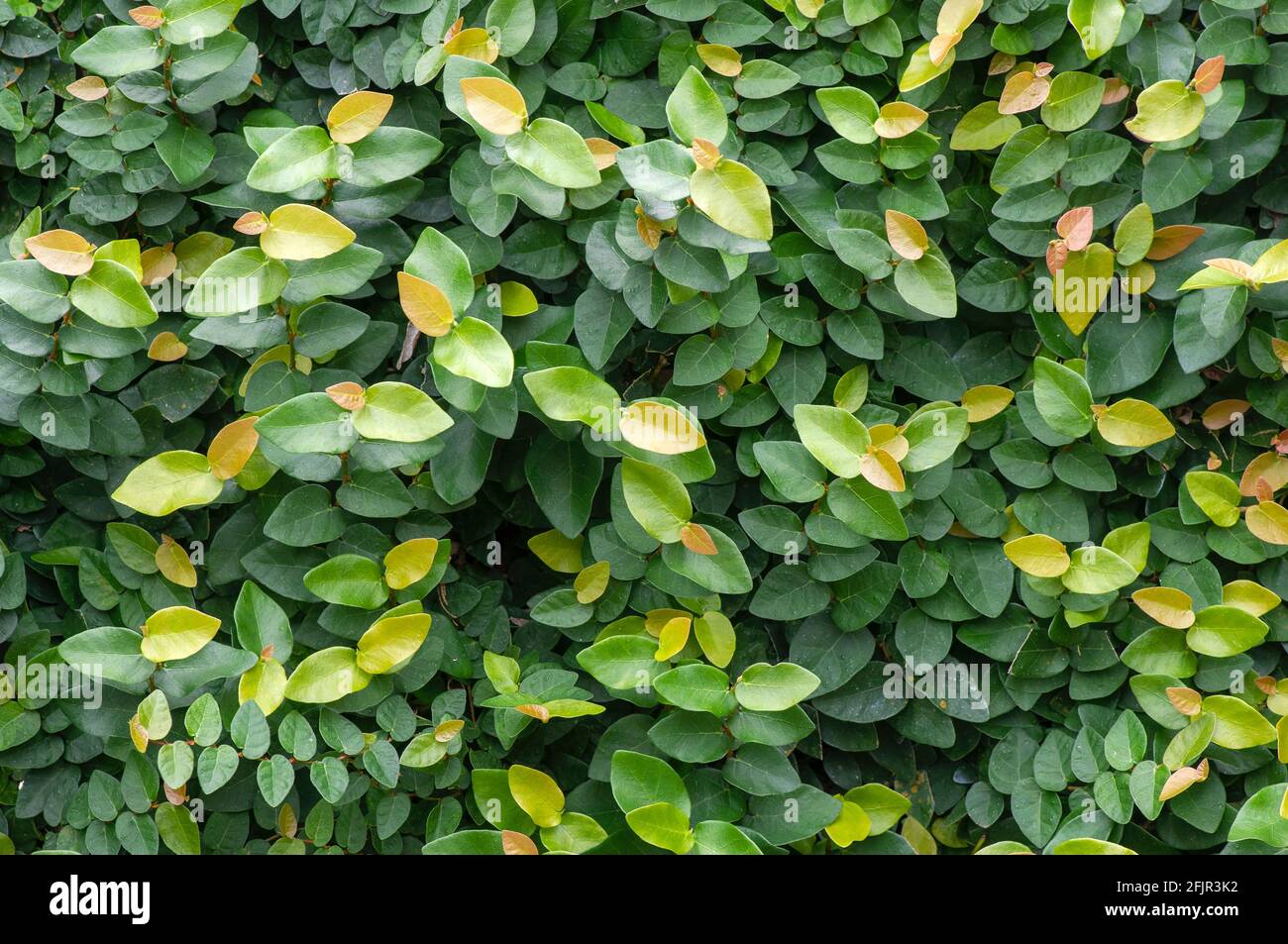 Daun Dolar Rambat, Dollar creepers (Ficus pumila) are a species of ...