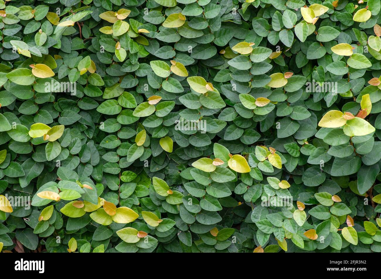 Daun Dolar Rambat, Dollar creepers (Ficus pumila) are a species of ...