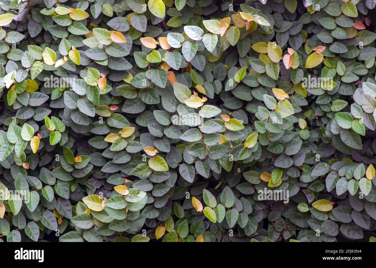 Daun Dolar Rambat, Dollar creepers (Ficus pumila) are a species of ...