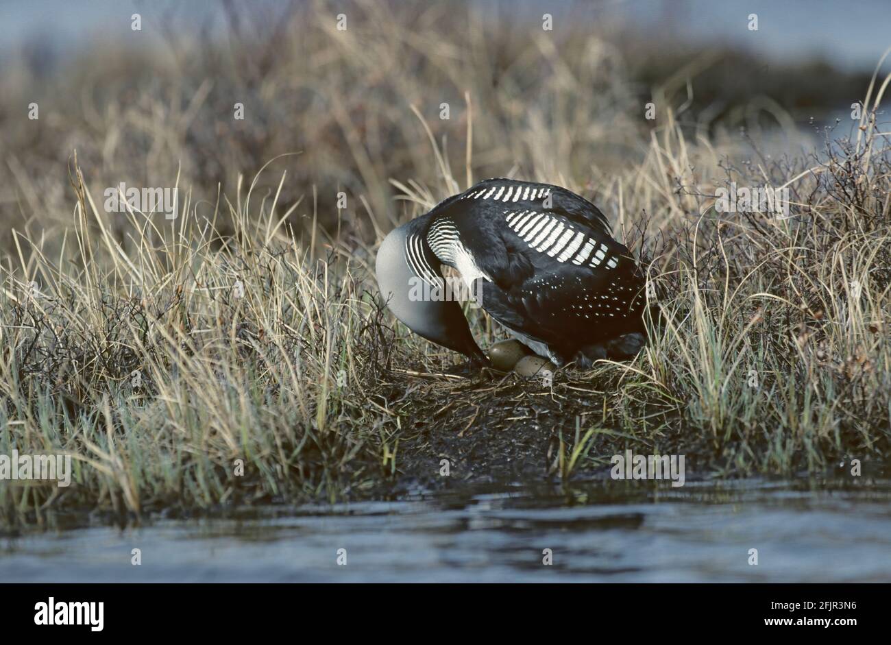 Pacific Diver on nest Gavia pacifica Hudson Bay Churchill, Canada Stock ...