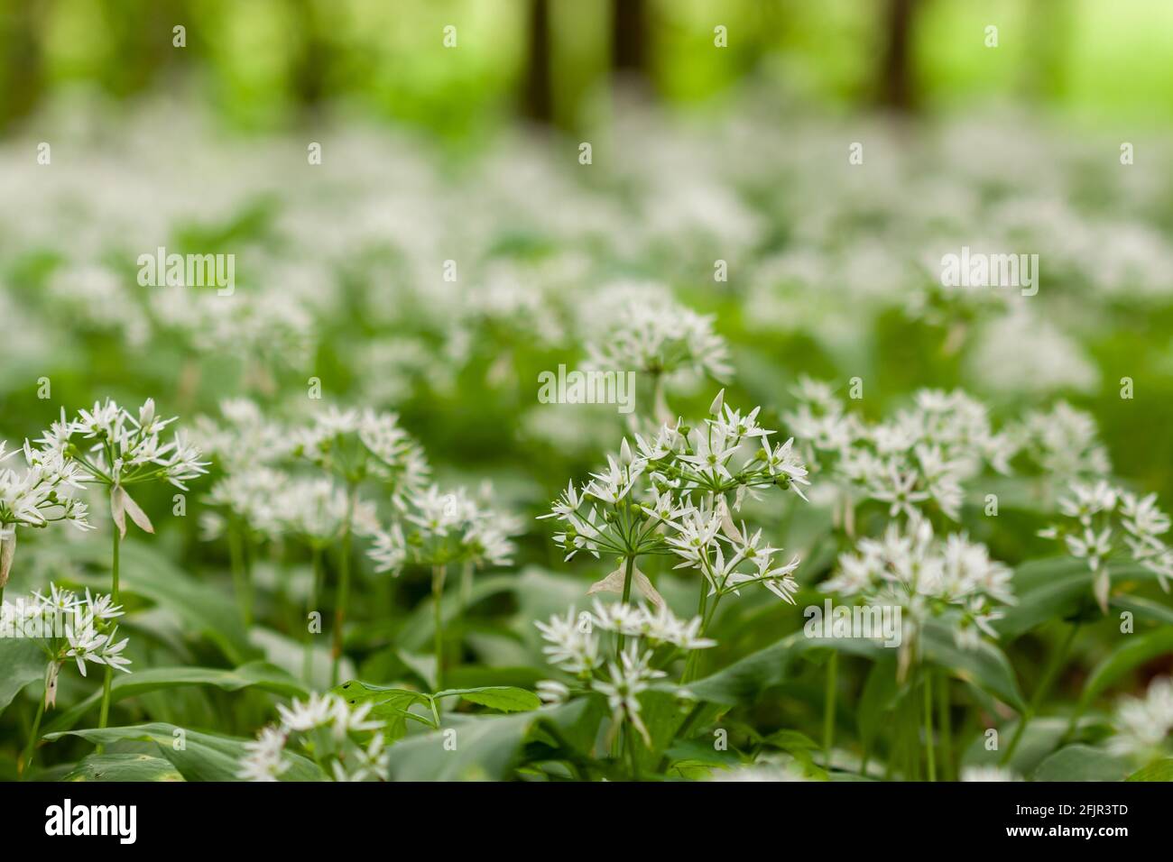 Wild garlic carpet in forest ready to harvest. Ramsons or bear's garlic ...