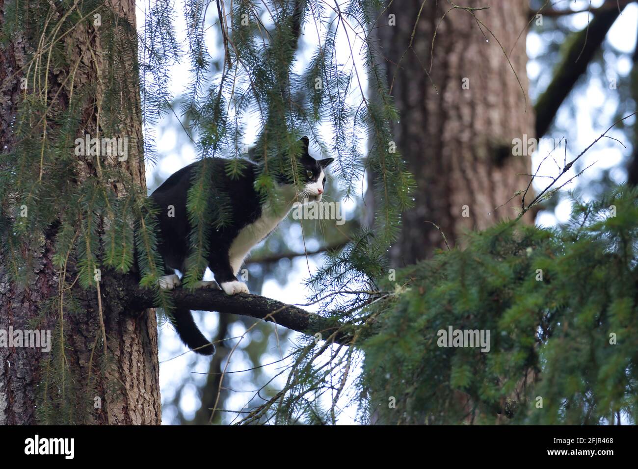 Cat up tree rescue hi-res stock photography and images - Alamy