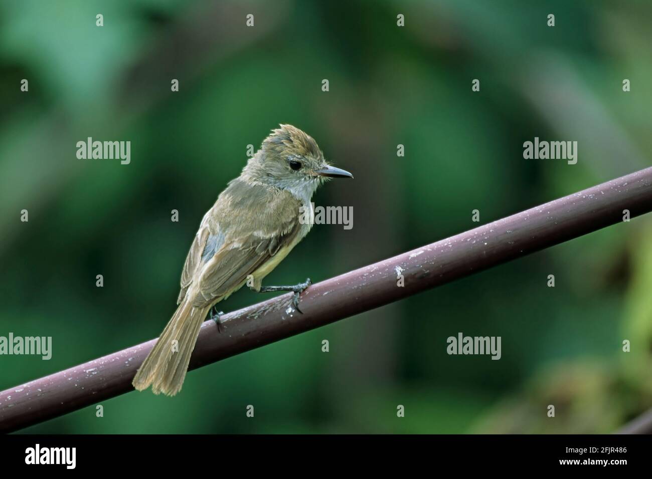 Galapagos Flycatcher Myriarchus magnirostris Santa Cruz, Galapagos ...
