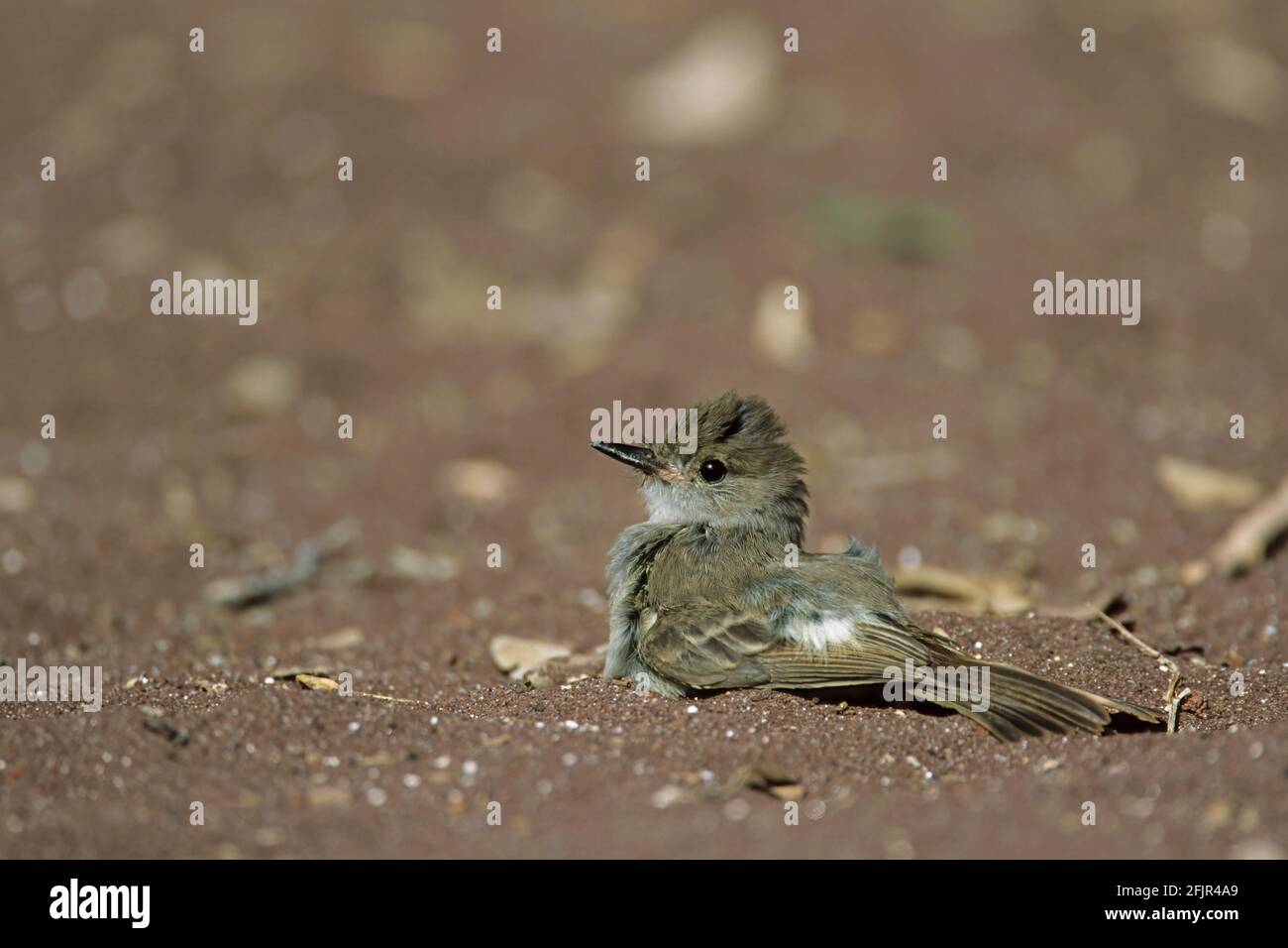 Galapagos Flycatcher Myriarchus magnirostris Santa Cruz, Galapagos ...