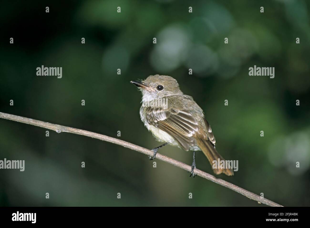 Galapagos Flycatcher Myriarchus magnirostris Santa Cruz, Galapagos ...