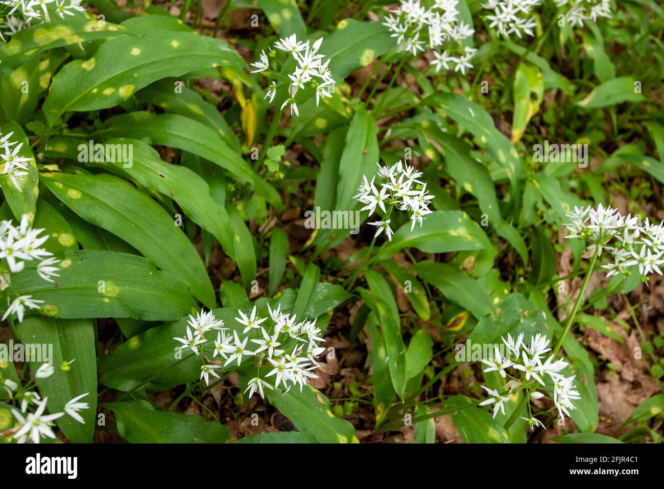 Wild garlic carpet in forest ready to harvest. Ramsons or bear's garlic ...