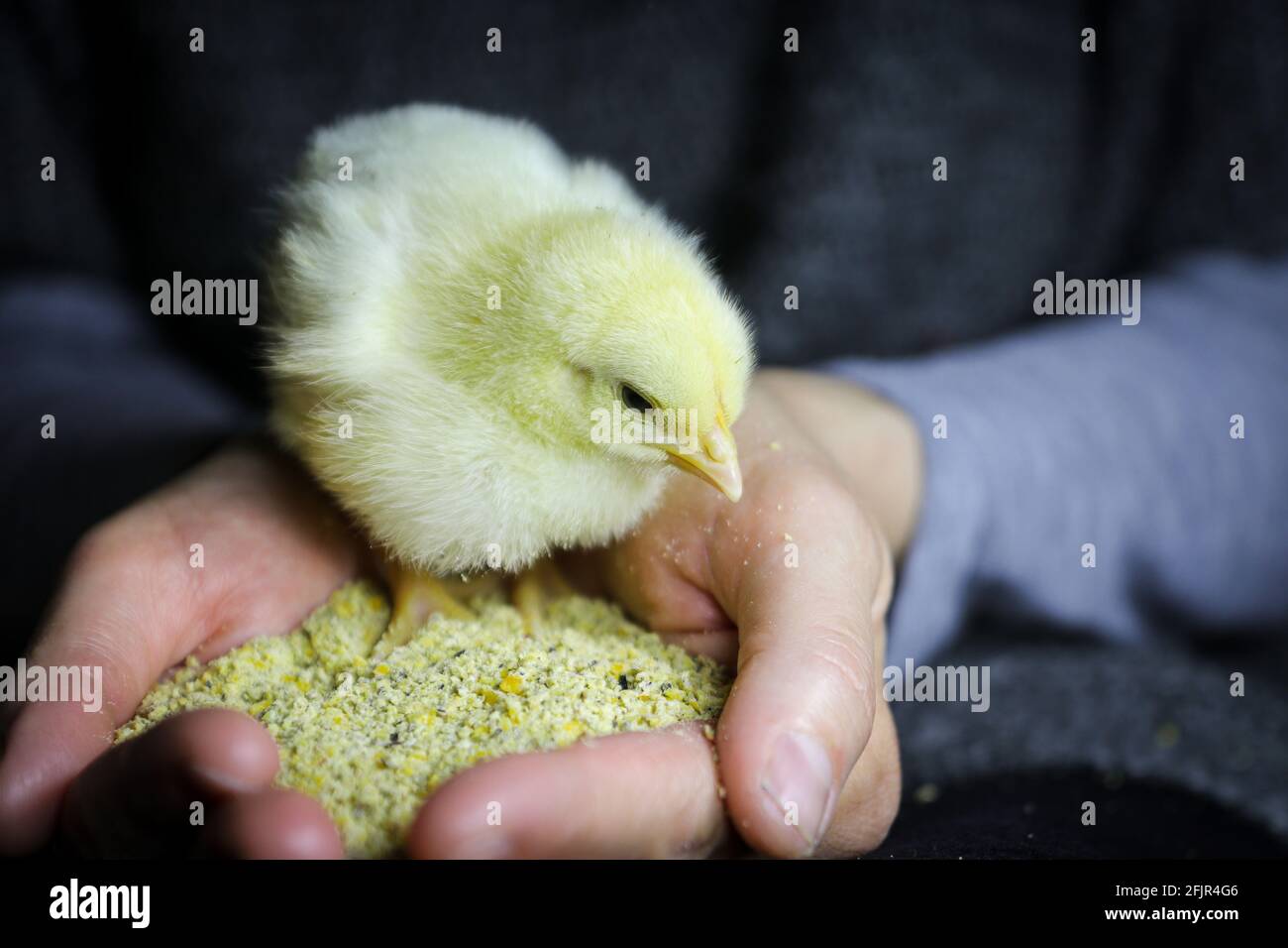 Adorable newborn baby chick stands in human hands full of chicken food ...