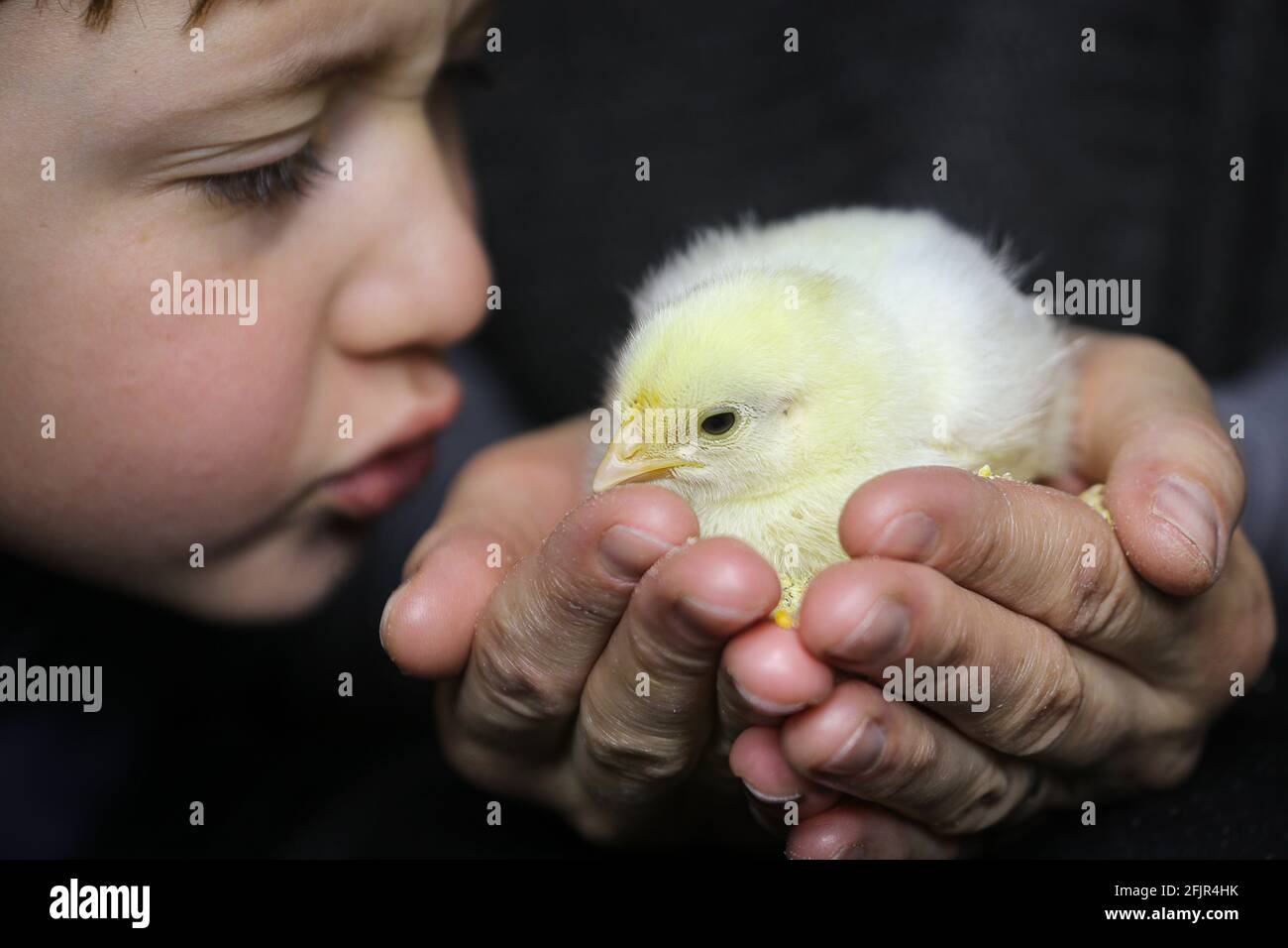 Hands holding chicken hi-res stock photography and images - Alamy