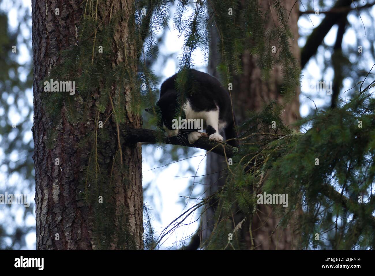 young black and white cat clinging to a tree Stock Photo - Alamy