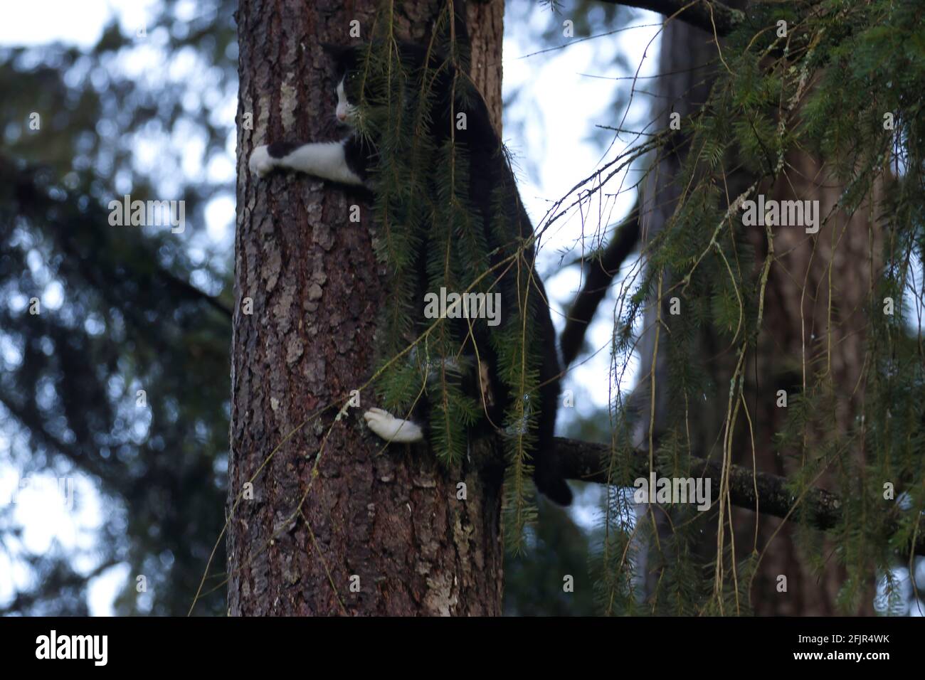 young black and white cat clinging to a tree Stock Photo - Alamy