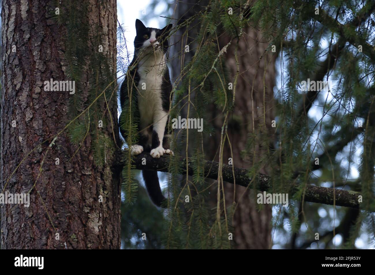 black and white adult cat standing up in a pine tree Stock Photo - Alamy