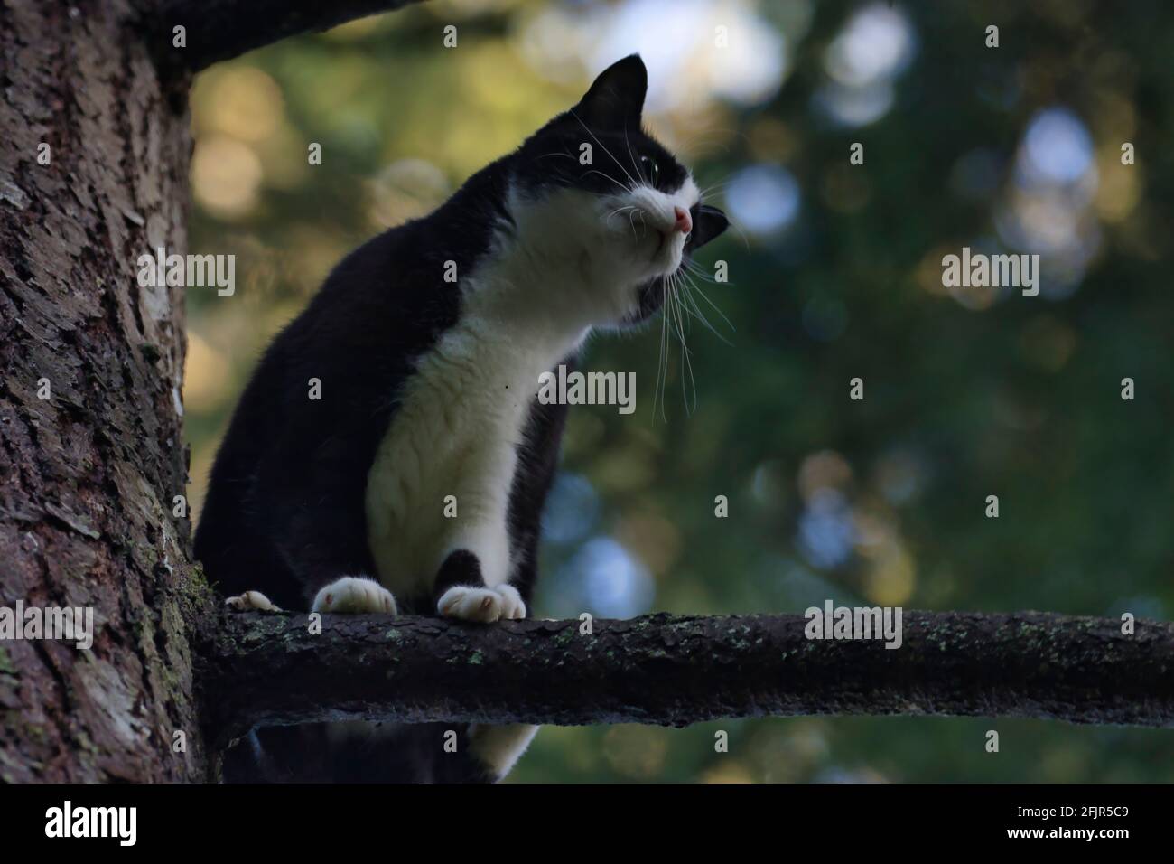 black and white adult cat standing up in a pine tree Stock Photo - Alamy