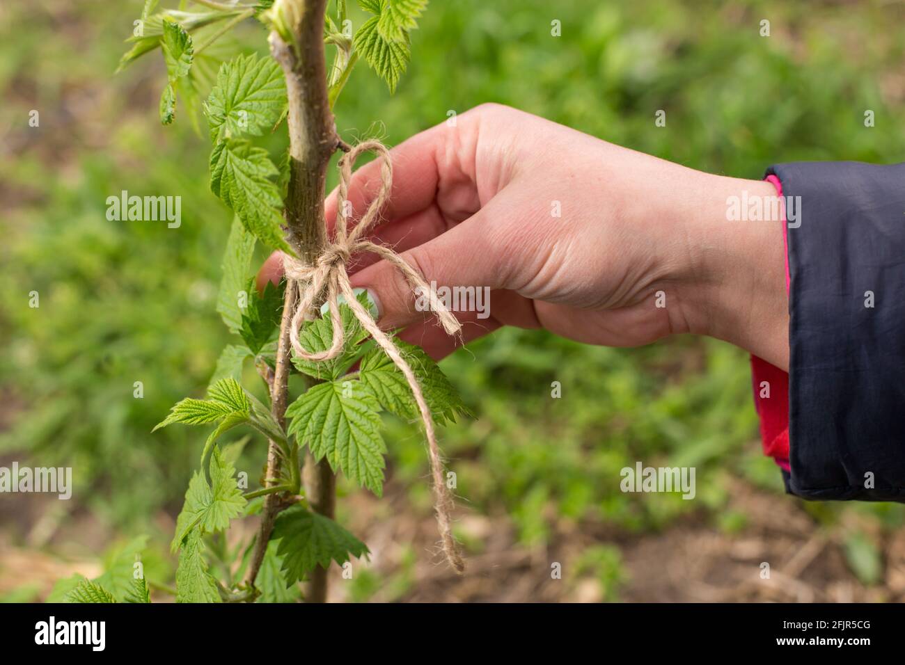 female hand tie plant of raspberry with twine to a wooden stick, close ...