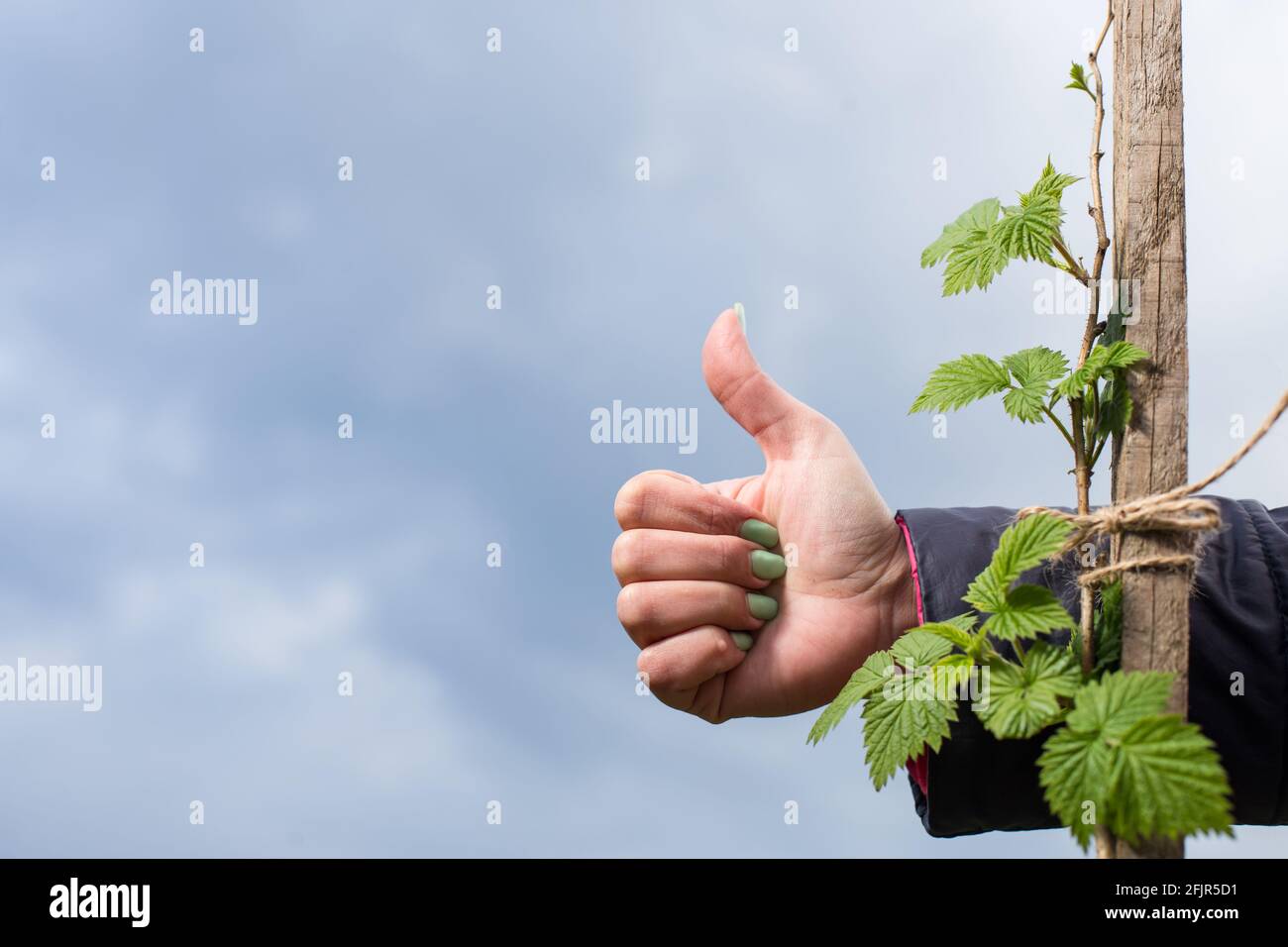 Hand showing thumb up for gardening at spring time. Garen raspberry ...