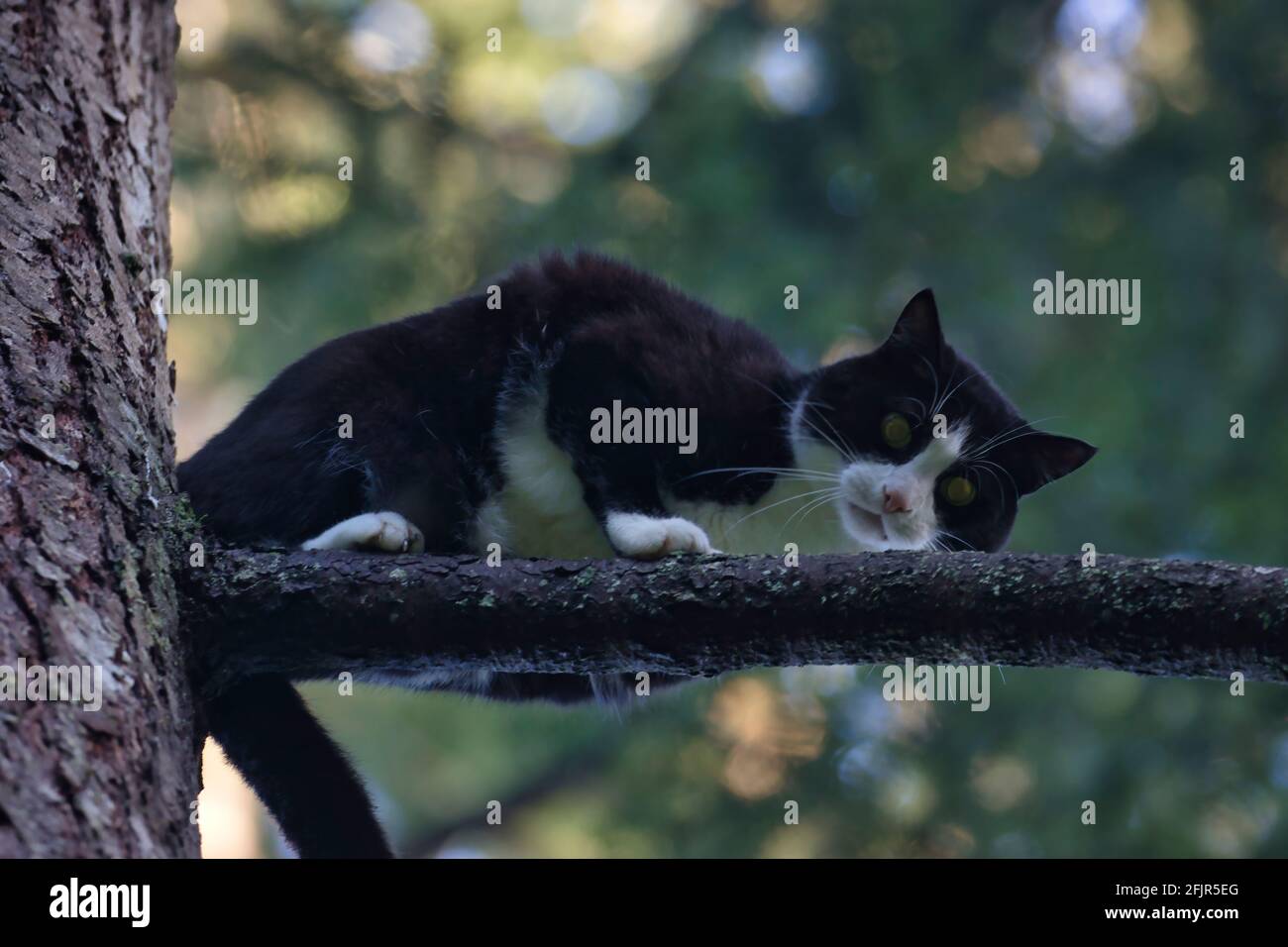 Rescue cat stuck in a tree hi-res stock photography and images - Alamy