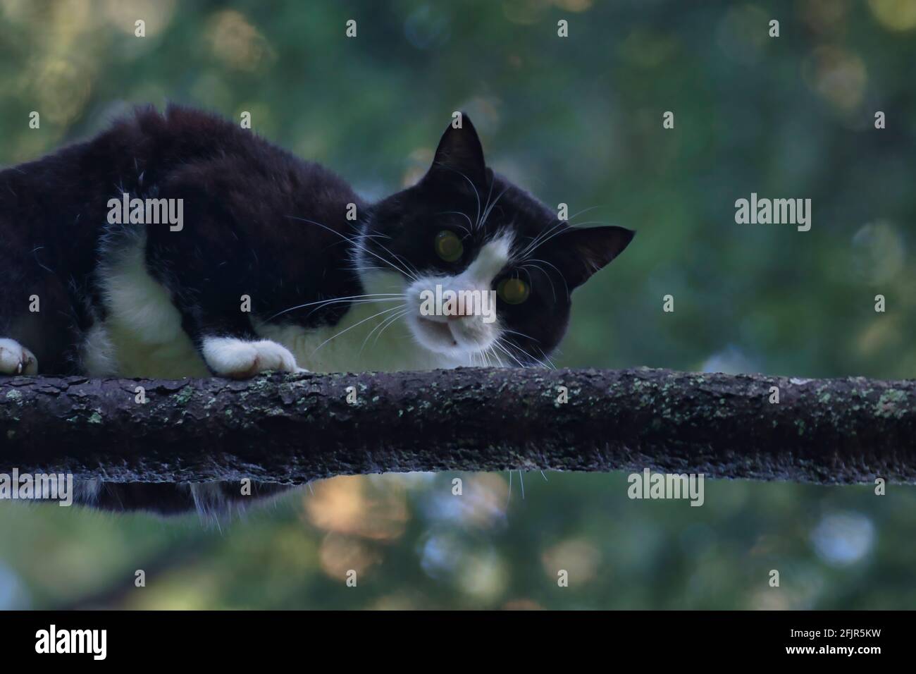 Rescue cat stuck in a tree hi-res stock photography and images - Alamy