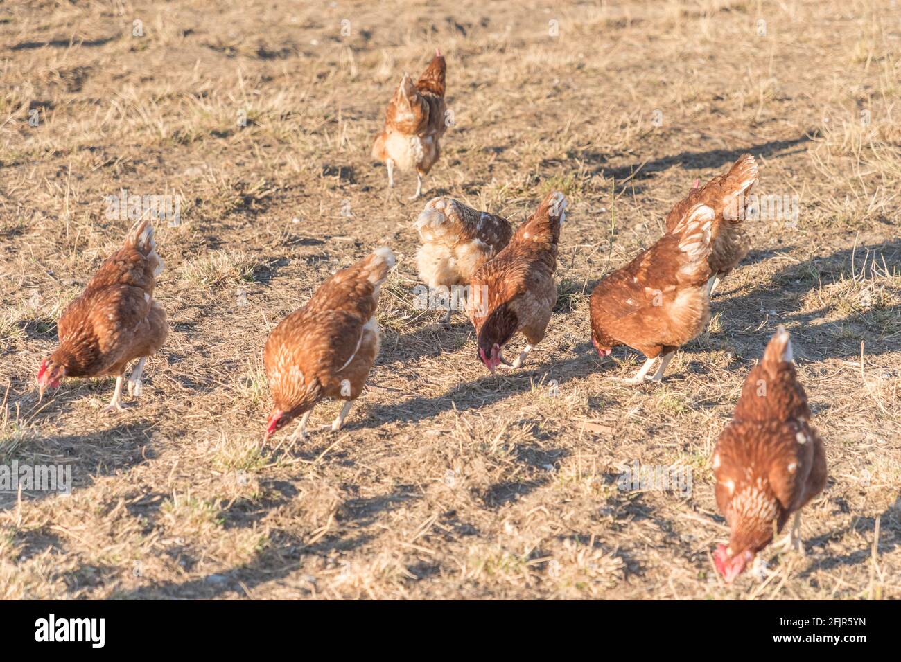 Brown chickens live outdoors at bio poultry farm grass meadow. Rural ...