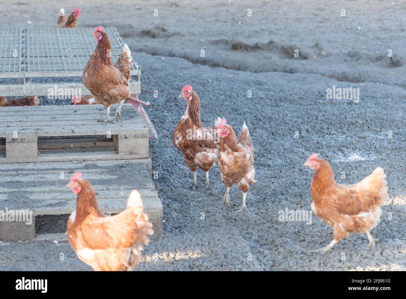 Brown chickens live outdoors at bio poultry farm dirt mud. Rural ...