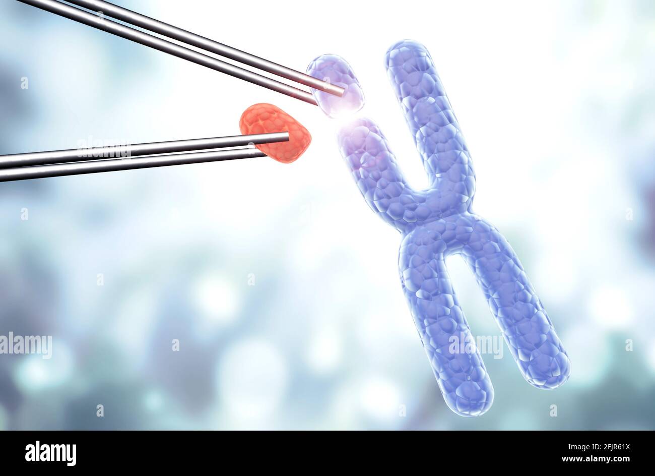 Replacing a damaged X chromosome section. Genetic engineering, GMO ...