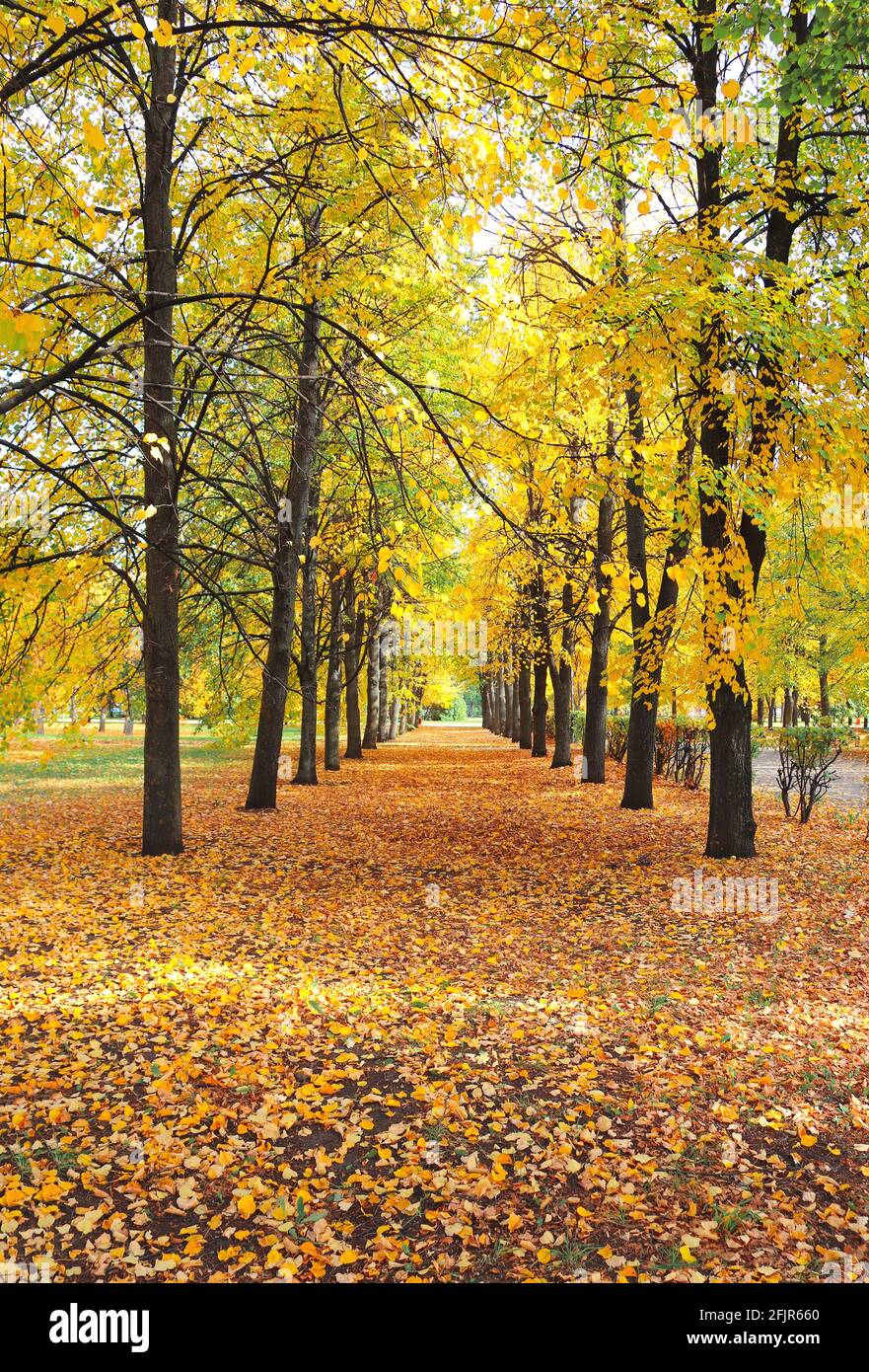 Grove of lindens hi-res stock photography and images - Alamy