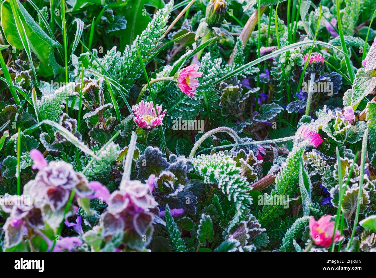 Common daisy leaves hi-res stock photography and images - Alamy