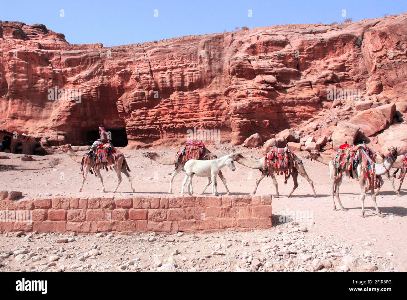 Bedouin in traditional clothing with five camels dromedary in Petra ...