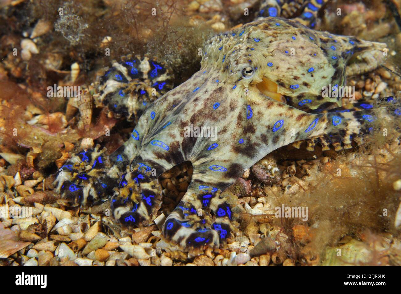 Southern Blue Ringed Octopus Stock Photo - Alamy