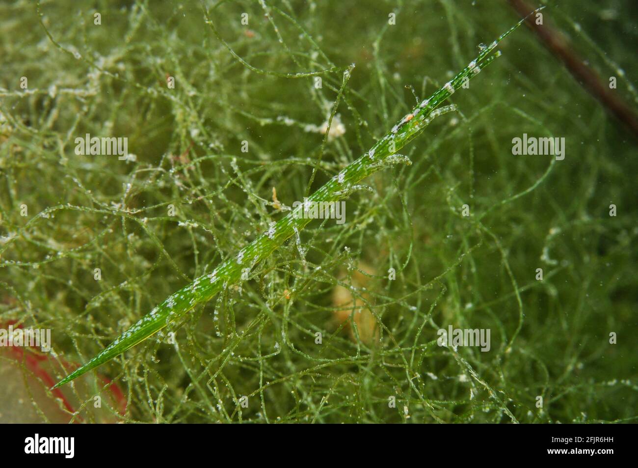 Sea Centipede in green algae Stock Photo - Alamy