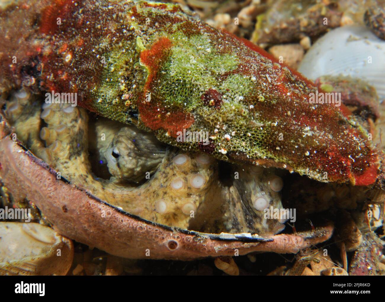 Southern Blue Ringed Octopus, in shell Stock Photo - Alamy
