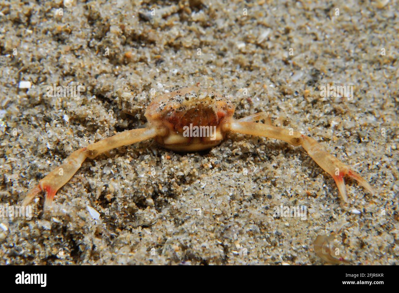 Purse Crab laying in wait Stock Photo - Alamy