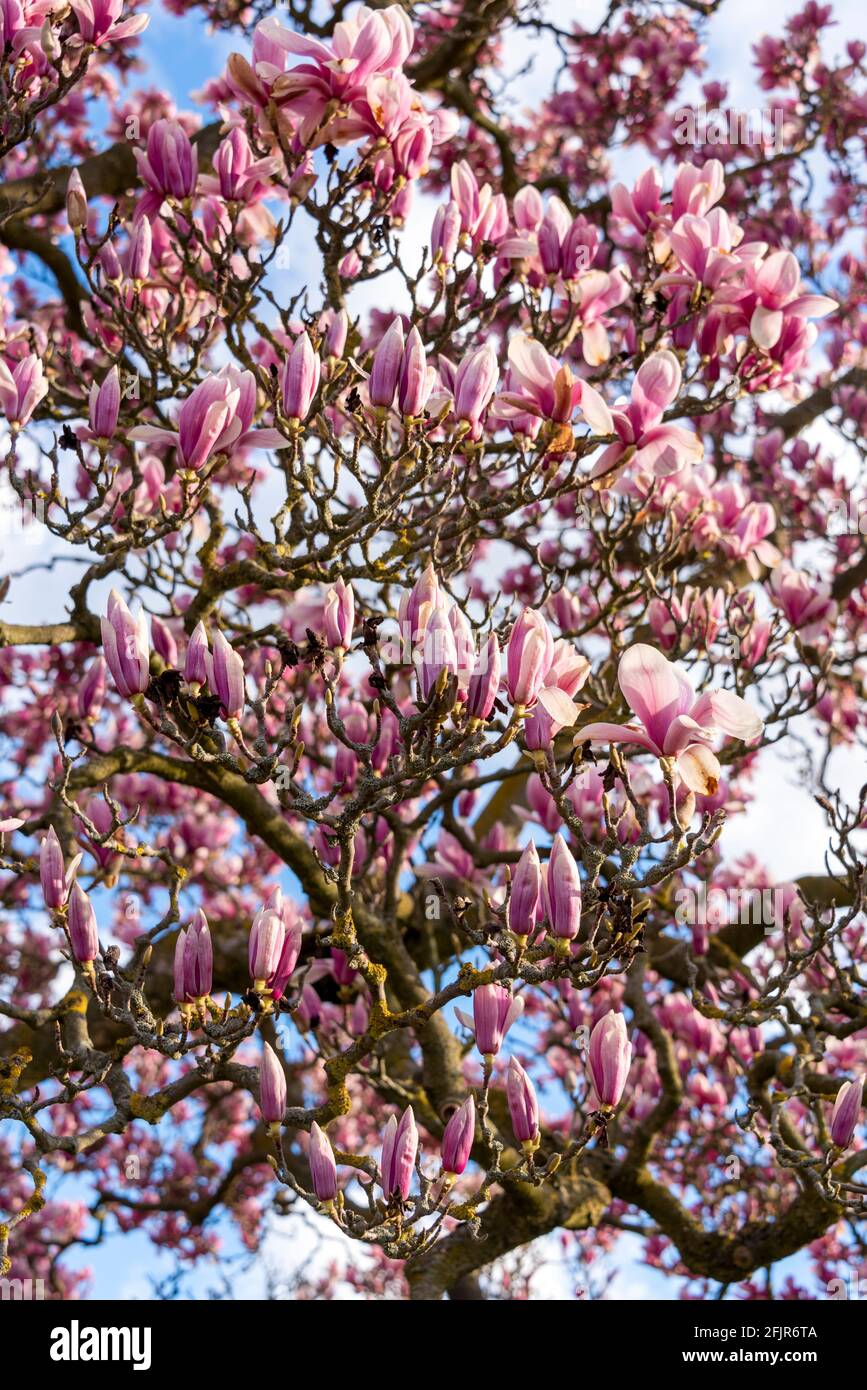 Abstract detail of magnolia flower hi-res stock photography and images ...