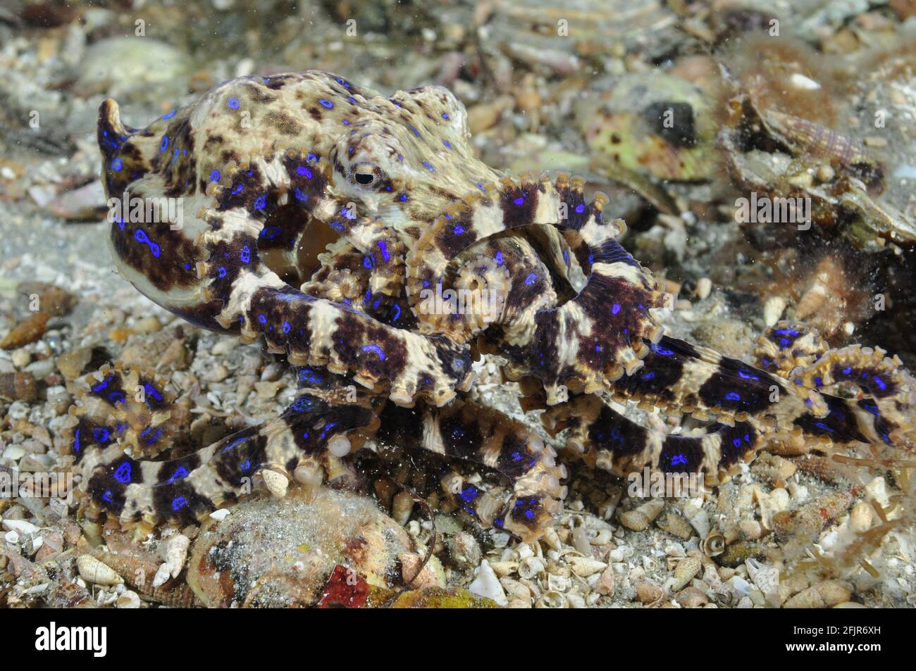 Southern Blue Ringed Octopus Stock Photo - Alamy
