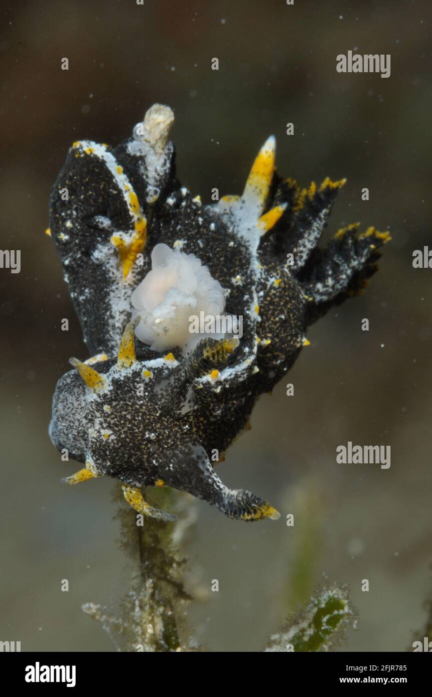Mating Polycera hedgpethi Stock Photo - Alamy