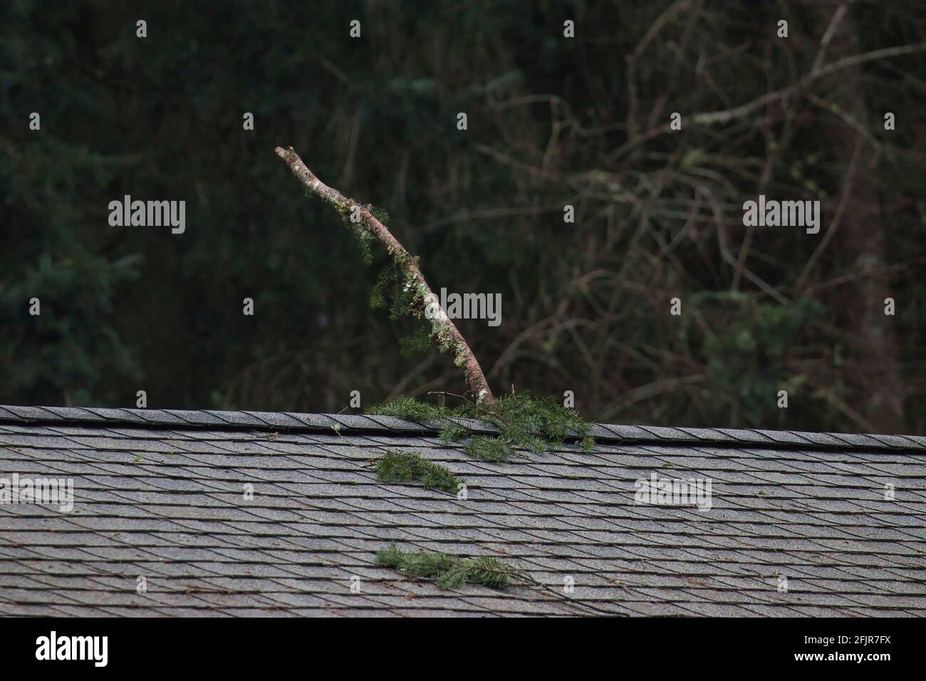 large fallen tree branch stuck in roof shingles Stock Photo - Alamy
