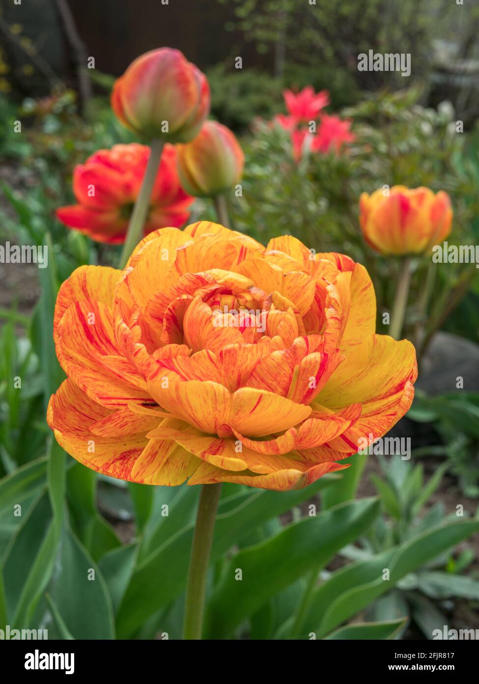 Orange tulip close-up. Flowers in the garden Stock Photo - Alamy
