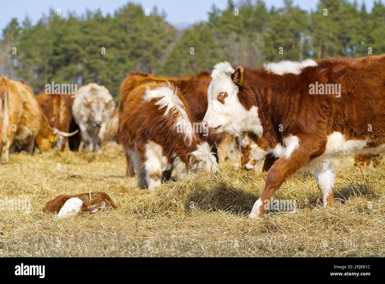 Young Chandler Herefords cow Portrait. Brown and white paint cow. Cute ...
