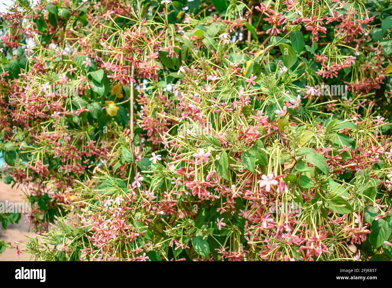 Quisqualis Indica Fruit