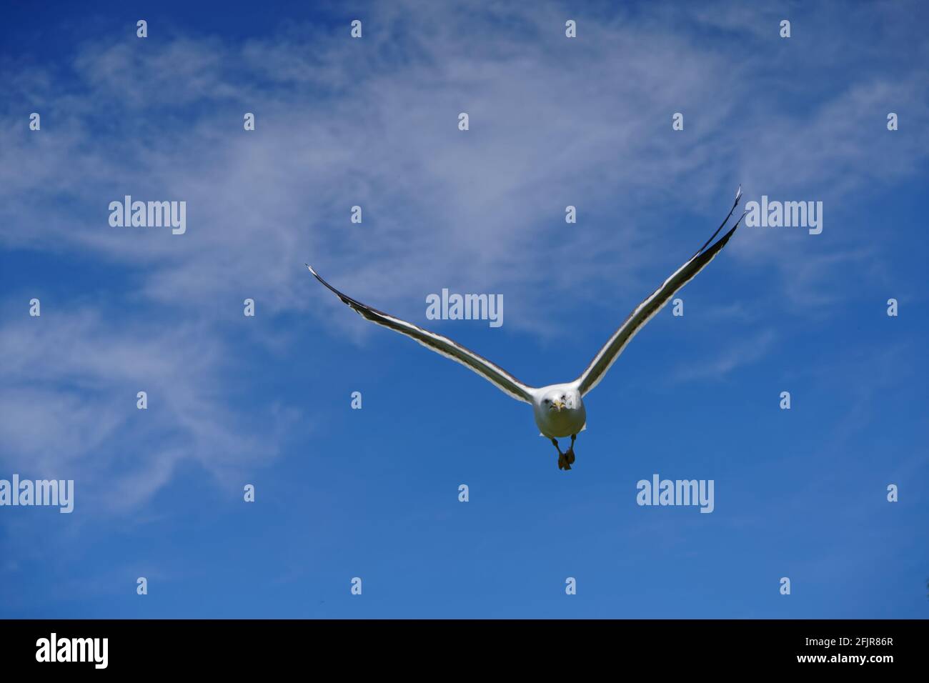 Seagull defending its territory Stock Photo - Alamy