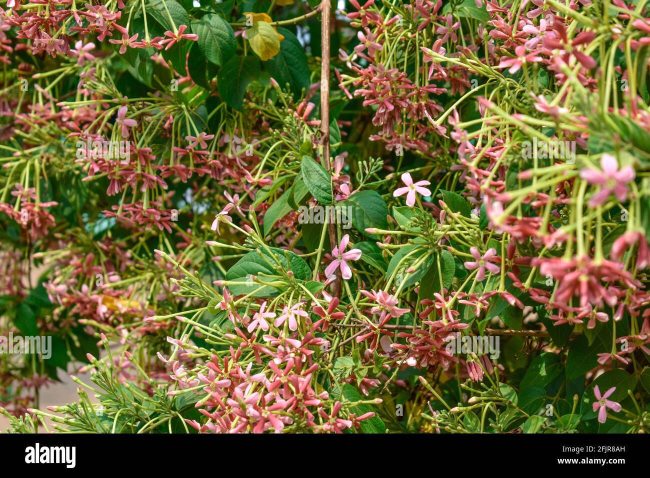 Rangoon Creeper Fructus Quisqualis indica tri-color Combretum indicum ...